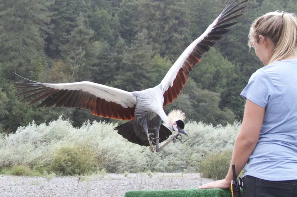 Animal Trainer for a Day - Avian Behavior International