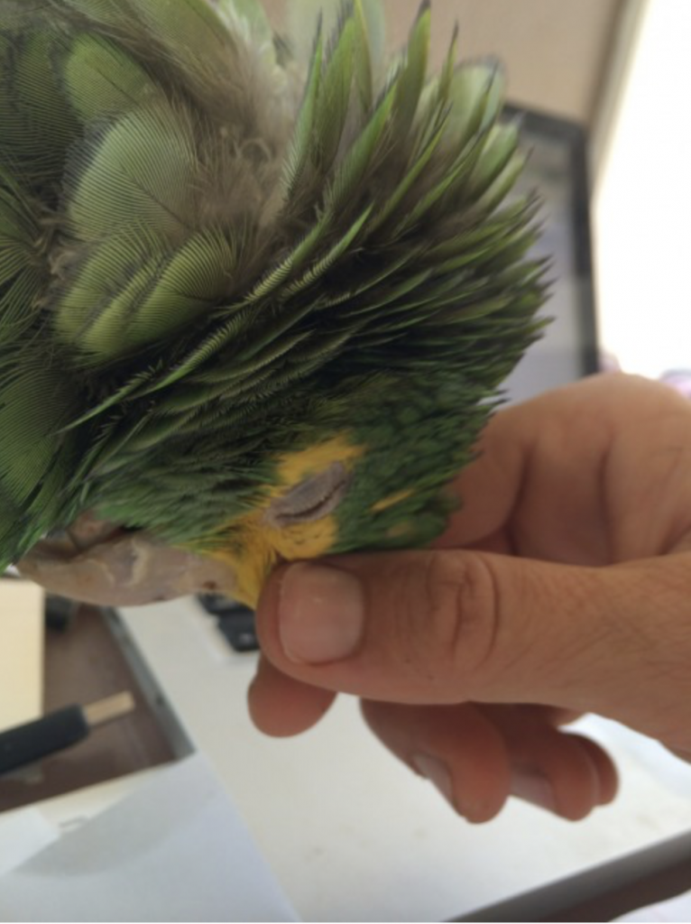 So you want to train your pet parrot for free flight - Avian Behavior ...