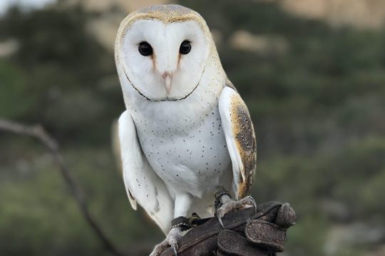 Owls - Avian Behavior International