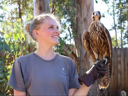 Bird of Prey Workshop - Avian Behavior International