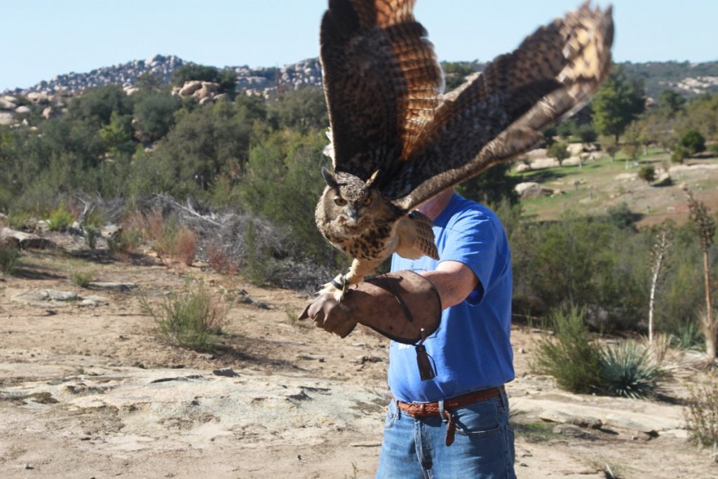 Owl Interactions - Avian Behavior International