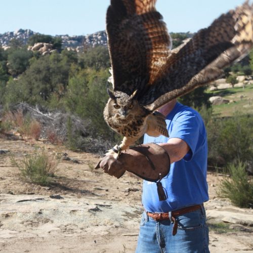 Owl Interactions - Avian Behavior International