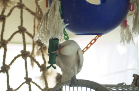 What's the Matter with Bird Rooms? - Avian Behavior International