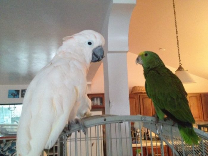 What's the Matter with Bird Rooms? - Avian Behavior International