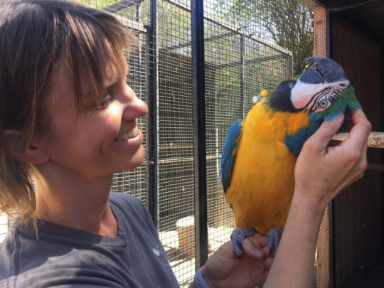 How to Live a Bite Free Life with Your Parrot Part 1 - Avian Behavior ...