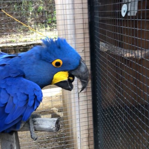 My Parrot Bites to Step Up! How to work with aggressive parrots - Avian ...