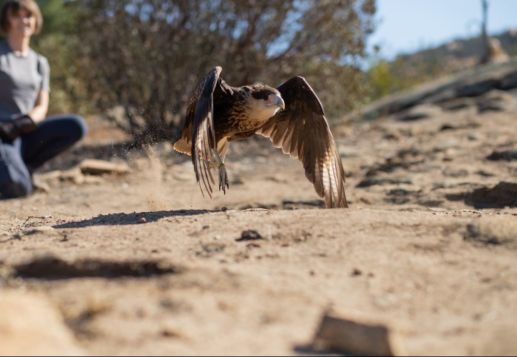 The Avian Behavior Podcast - Avian Behavior International