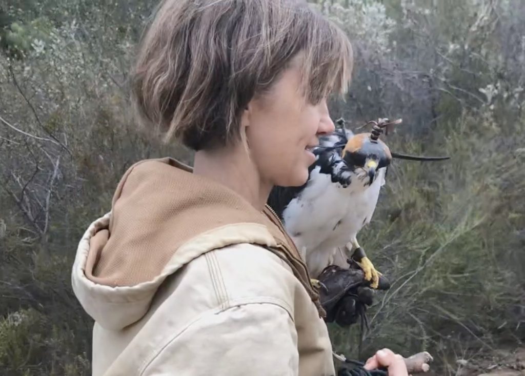 Hooding and Birds of Prey - Avian Behavior International