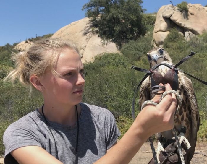 Hooding and Birds of Prey - Avian Behavior International