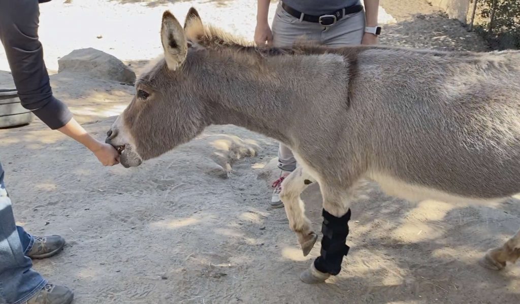 Donkeys vs. Flies - Positive reinforcement training in action - Avian ...