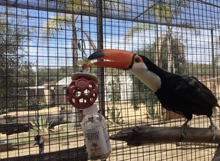 Target Training a Toucan and other Grab-and-Bite Animals - Avian ...