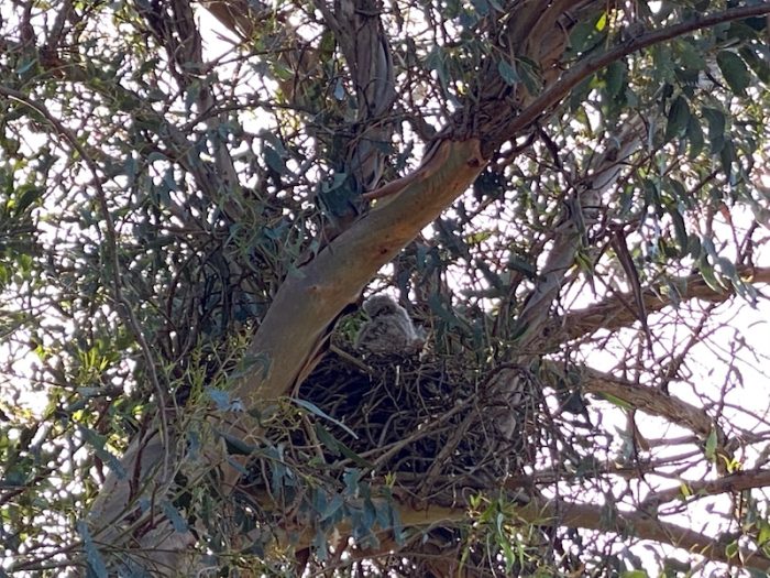 World Wildlife Day 2022 on the ABI Ranch - Avian Behavior International