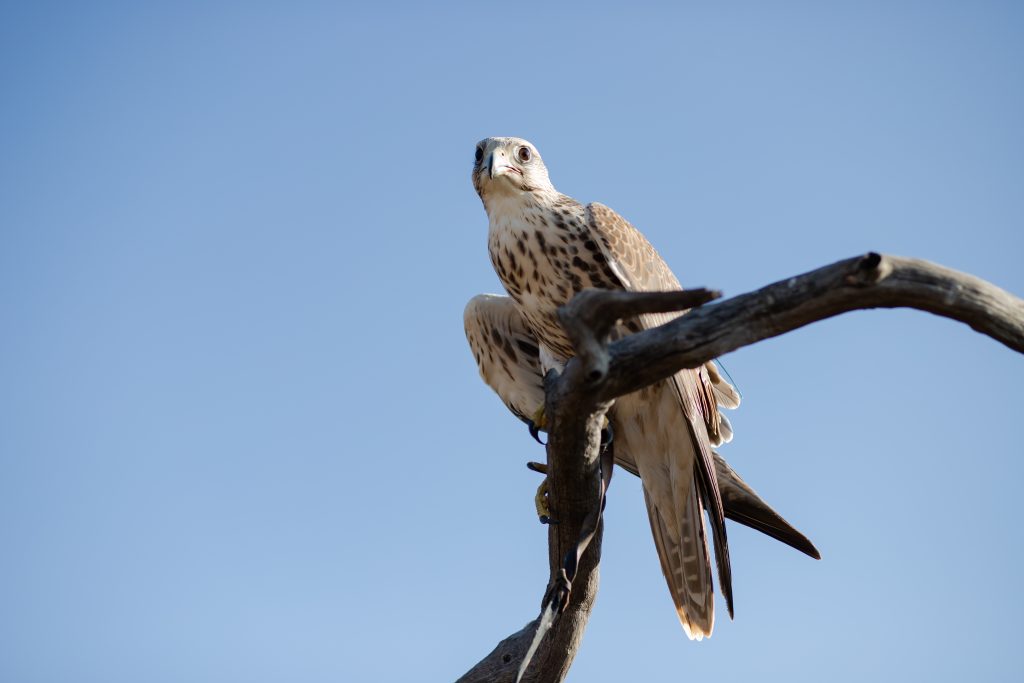 Saker Falcon - Avian Behavior International