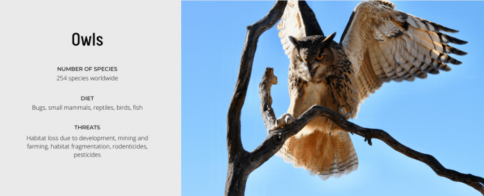 Owls - Avian Behavior International