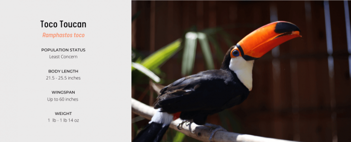Toucan - Avian Behavior International