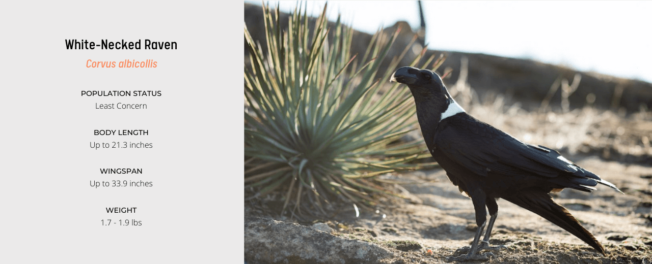 Raven Family - Avian Behavior International