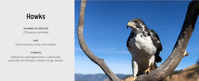 Hawks - Avian Behavior International