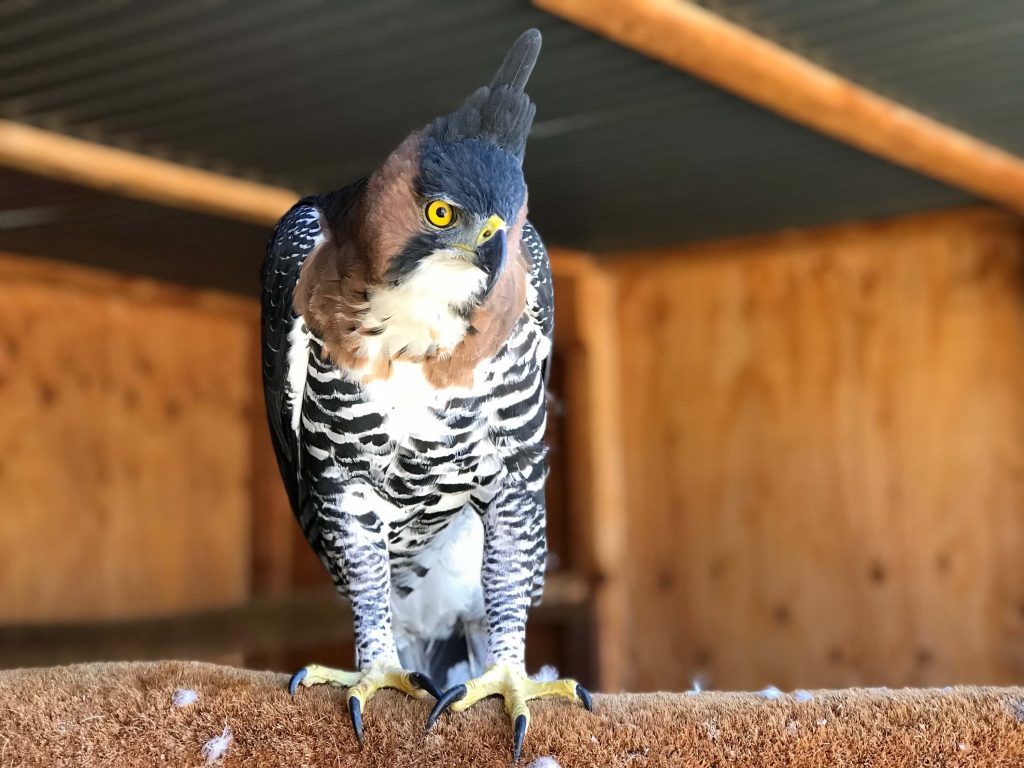 Eagle - Avian Behavior International