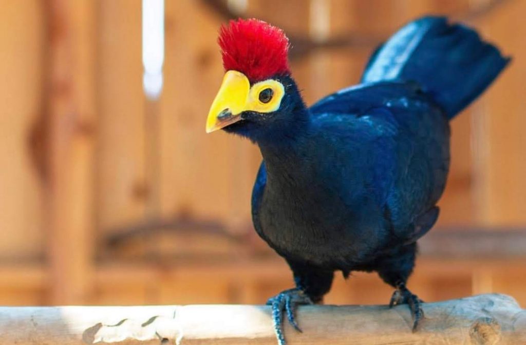 Turaco - Avian Behavior International