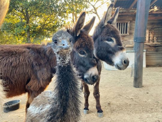 Donkeys - Avian Behavior International