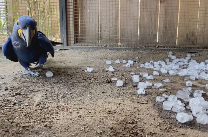 Keeping Your Bird - and Wildlife - Safe During a Heatwave - Avian ...