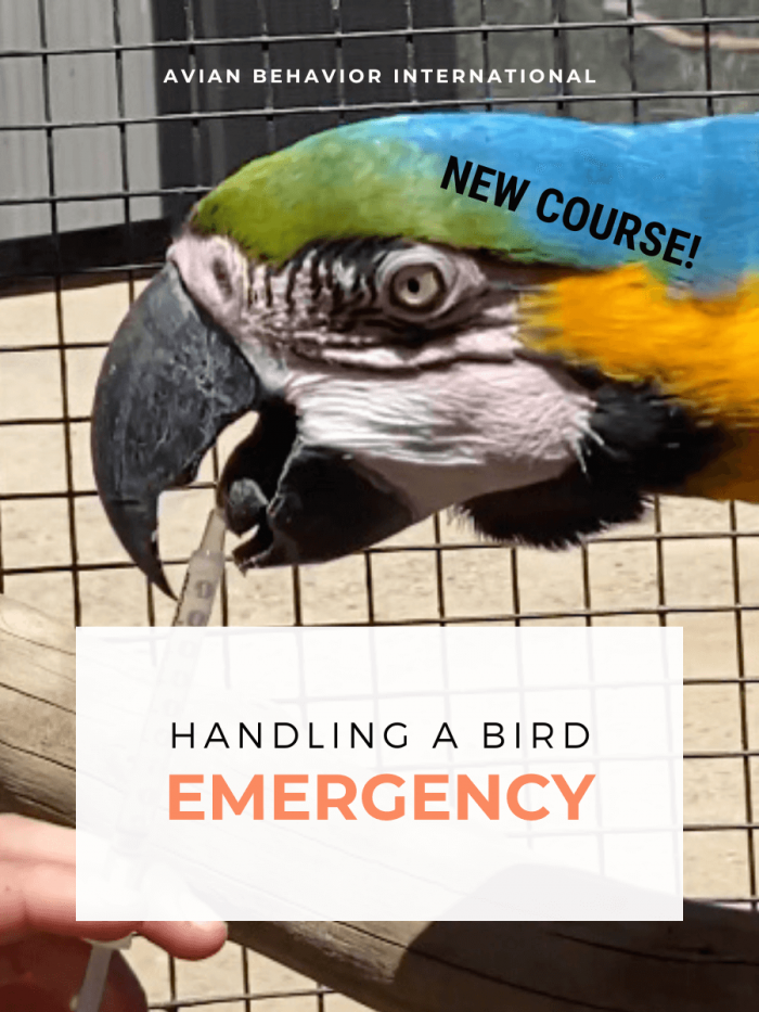 Online Memberships and Courses - Avian Behavior International