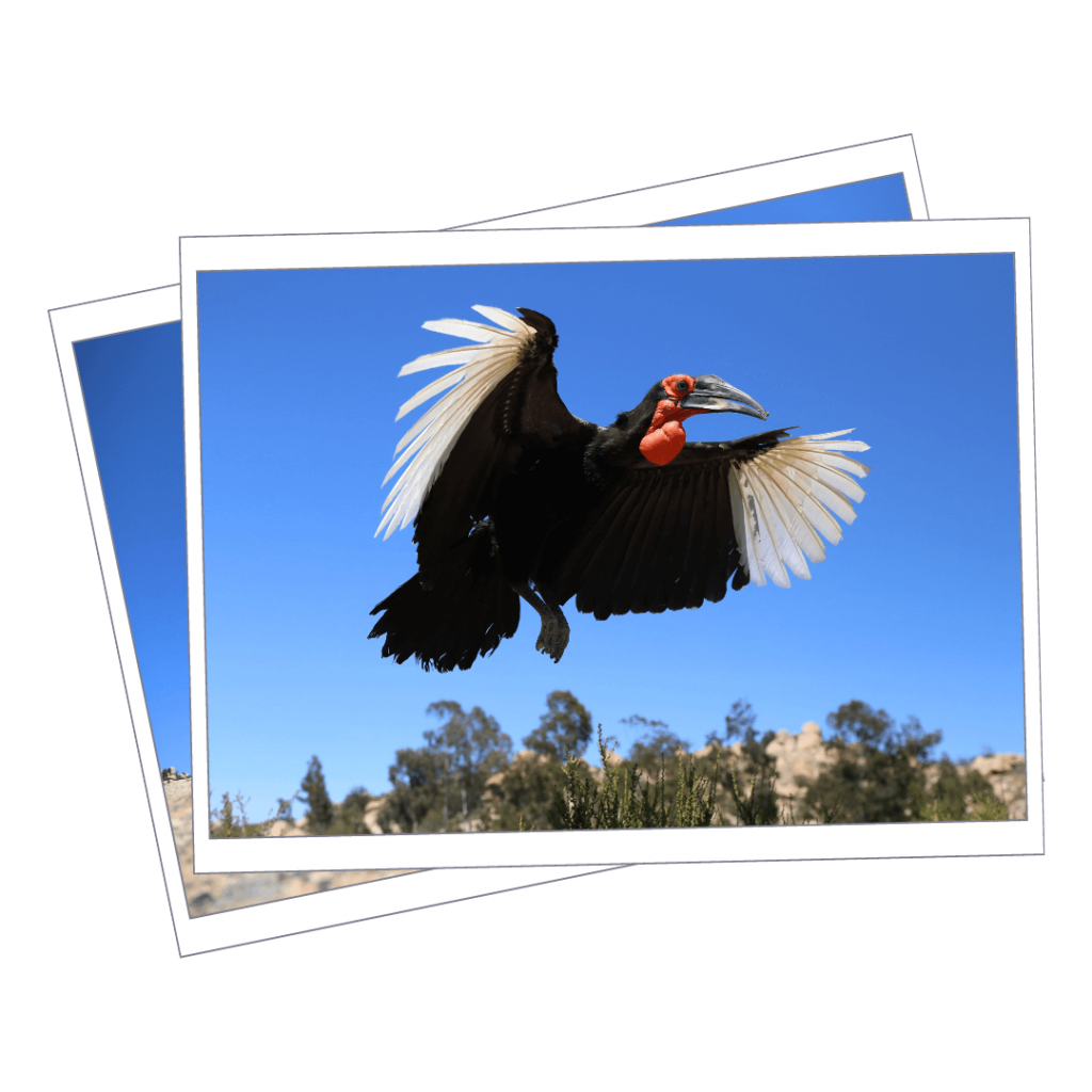 The Mabula Ground Hornbill Project Fundraiser - Avian Behavior ...