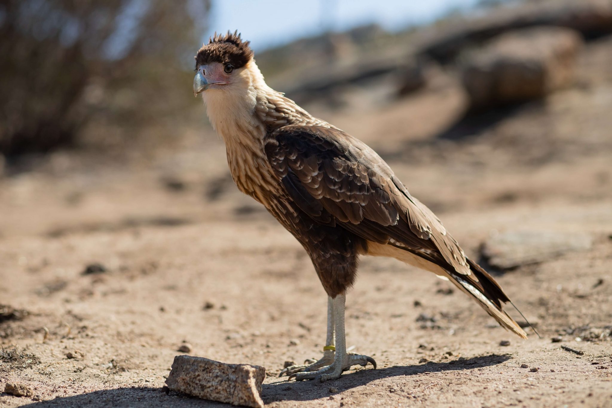 Education Programs - Avian Behavior International