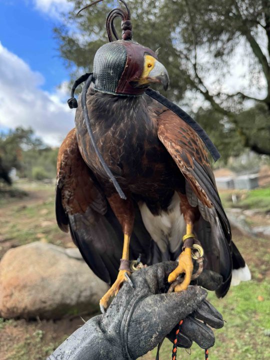 Why Do Birds Of Prey Wear Hoods? - Avian Behavior International