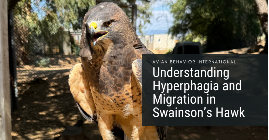 Understanding Hyperphagia and Migration in Swainson’s Hawks: Our ...