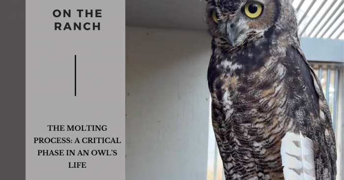 The Molting Process: A Critical Phase in an Owl's Life - Avian Behavior ...
