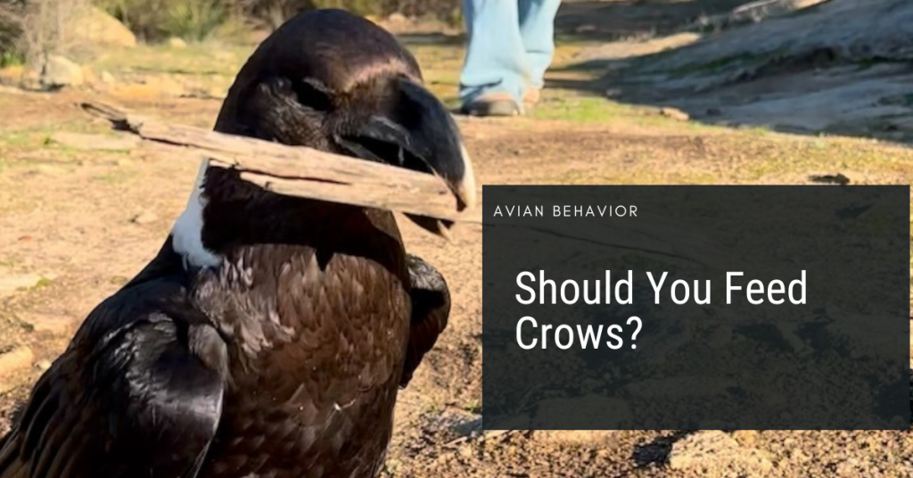 Should You Feed Crows? - Avian Behavior International