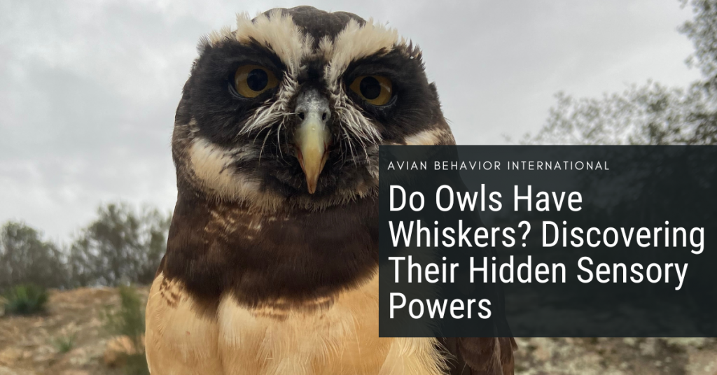 Do Owls Have Whiskers? Discovering Their Hidden Sensory Powers - Avian ...