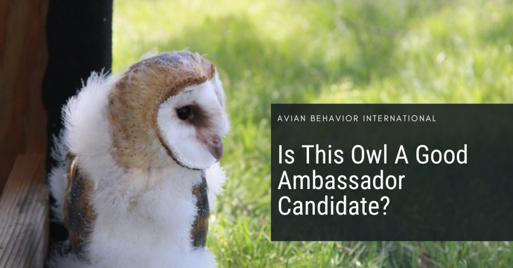 Is This Owl a Good Ambassador Candidate? Here’s What You Should Really ...