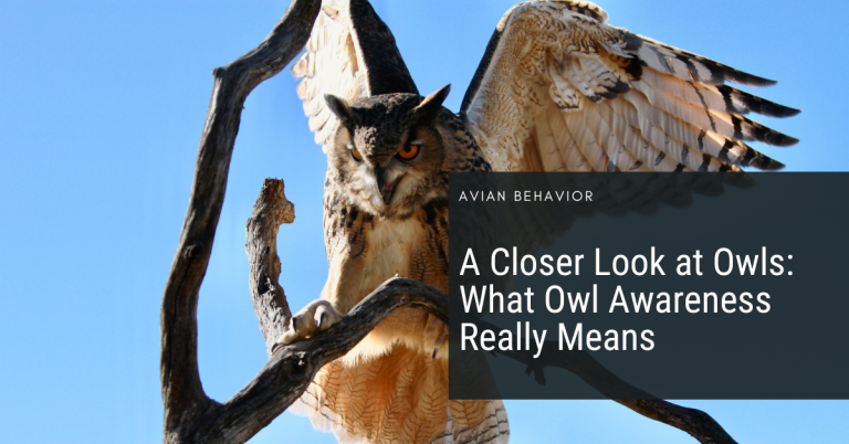 A Closer Look at Owls: What Owl Awareness Really Means - Avian Behavior ...