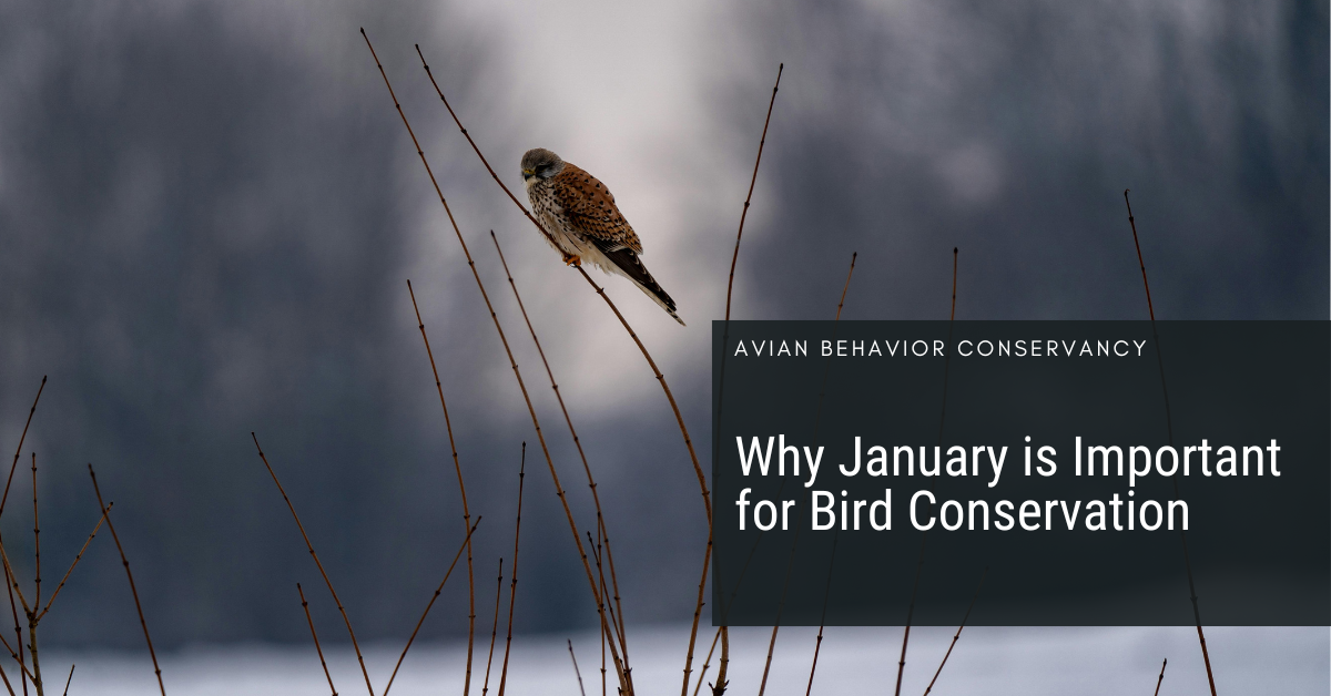 Why January is Important for Bird Conservation - Avian Behavior ...