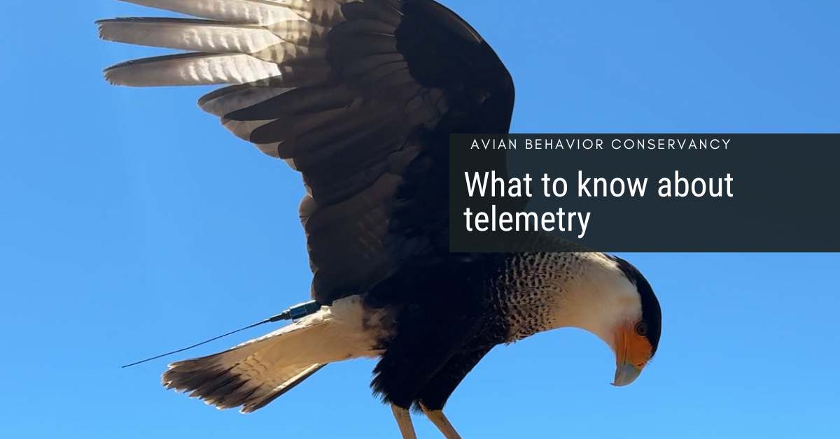 How to Use Telemetry for Your Free Flighted Bird - Avian Behavior ...