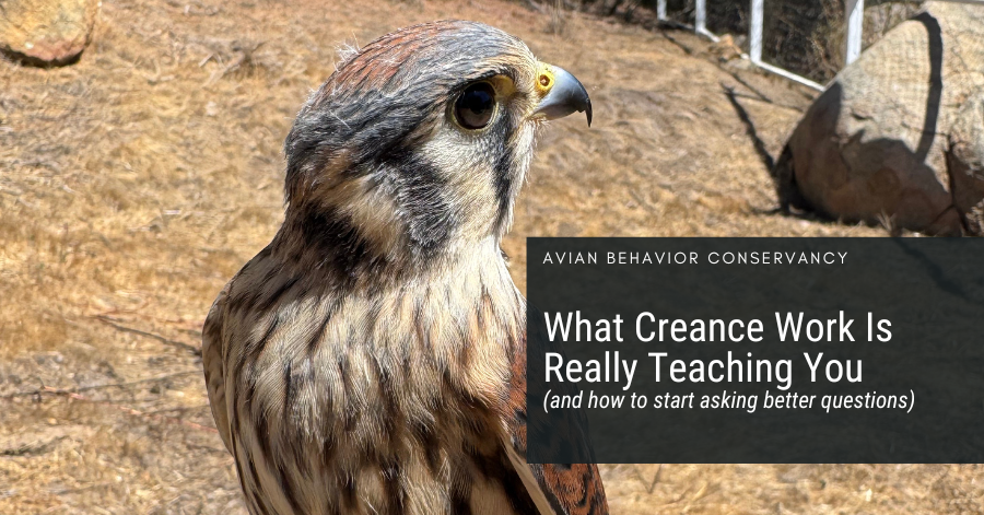 What Creance Work Is Really Teaching You (and how to start asking ...